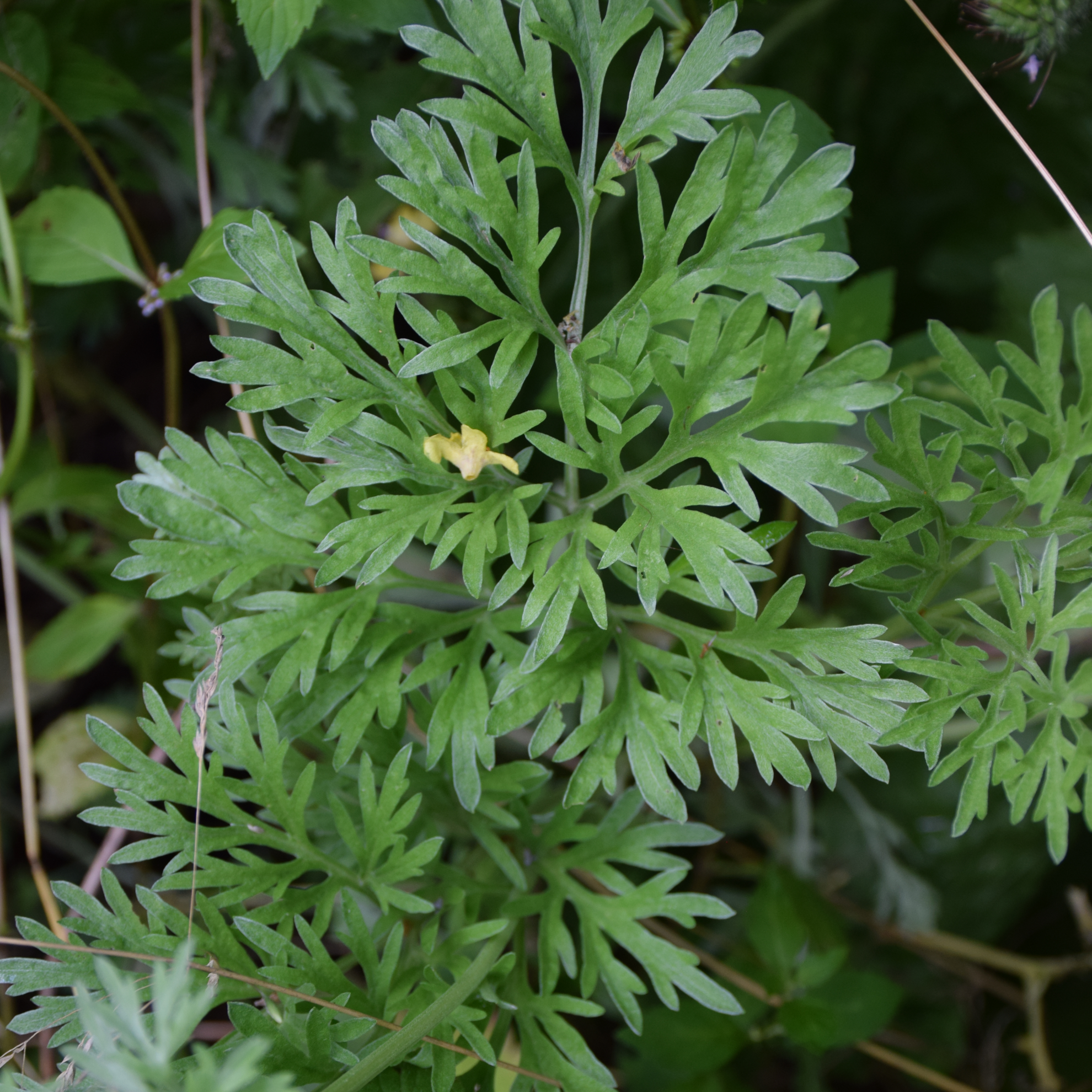 Ecomestibles | Pépinière durable. Absinthe - Artemisia absinthium