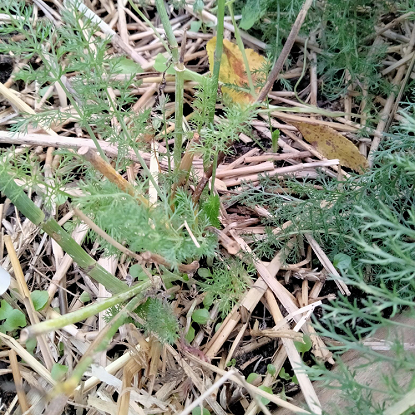 Ecomestibles | Pépinière durable. Fenouil commun - Foeniculum vulgare